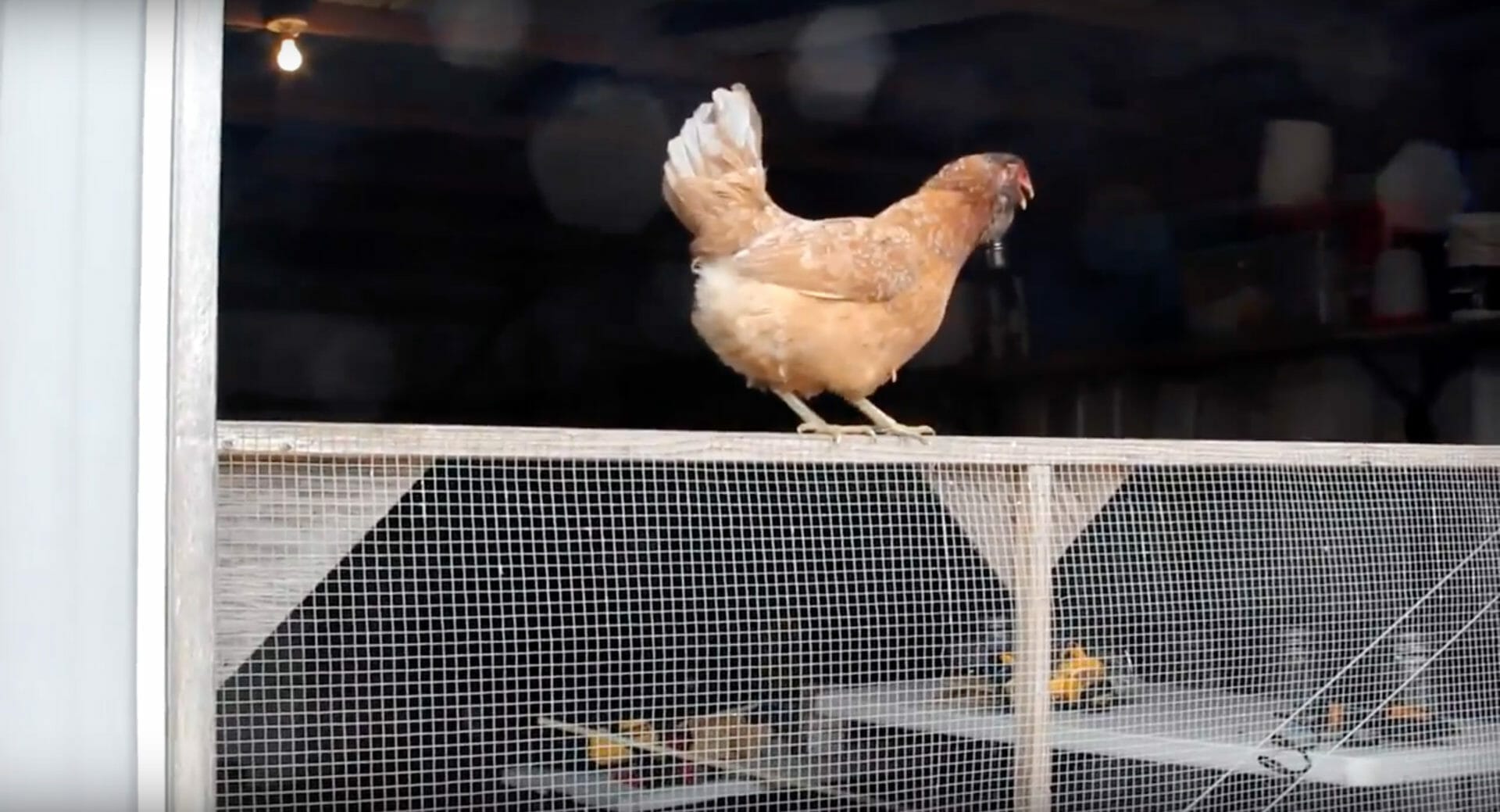 When Hens Crow (Weird Chicken Behaviors) | Homesteader Me