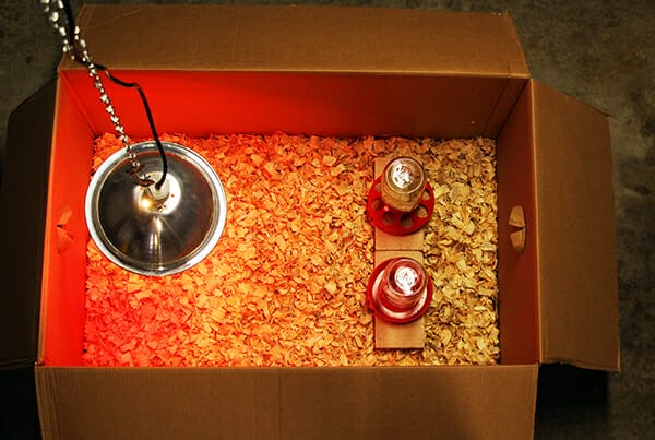 cardboard-brooder-featured - Homesteader Me