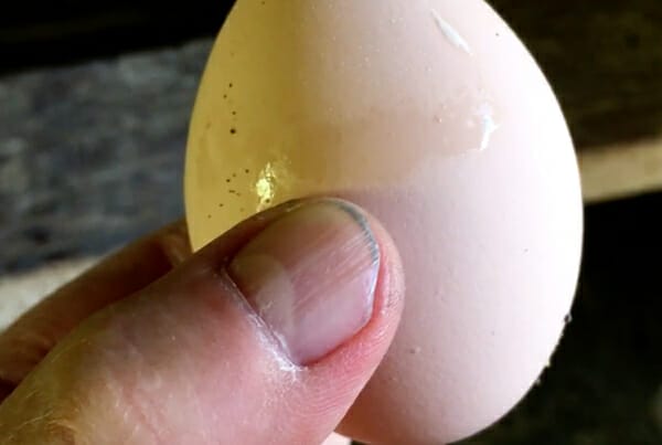 Why Are Chicken Eggs Wet? - Homesteader Me